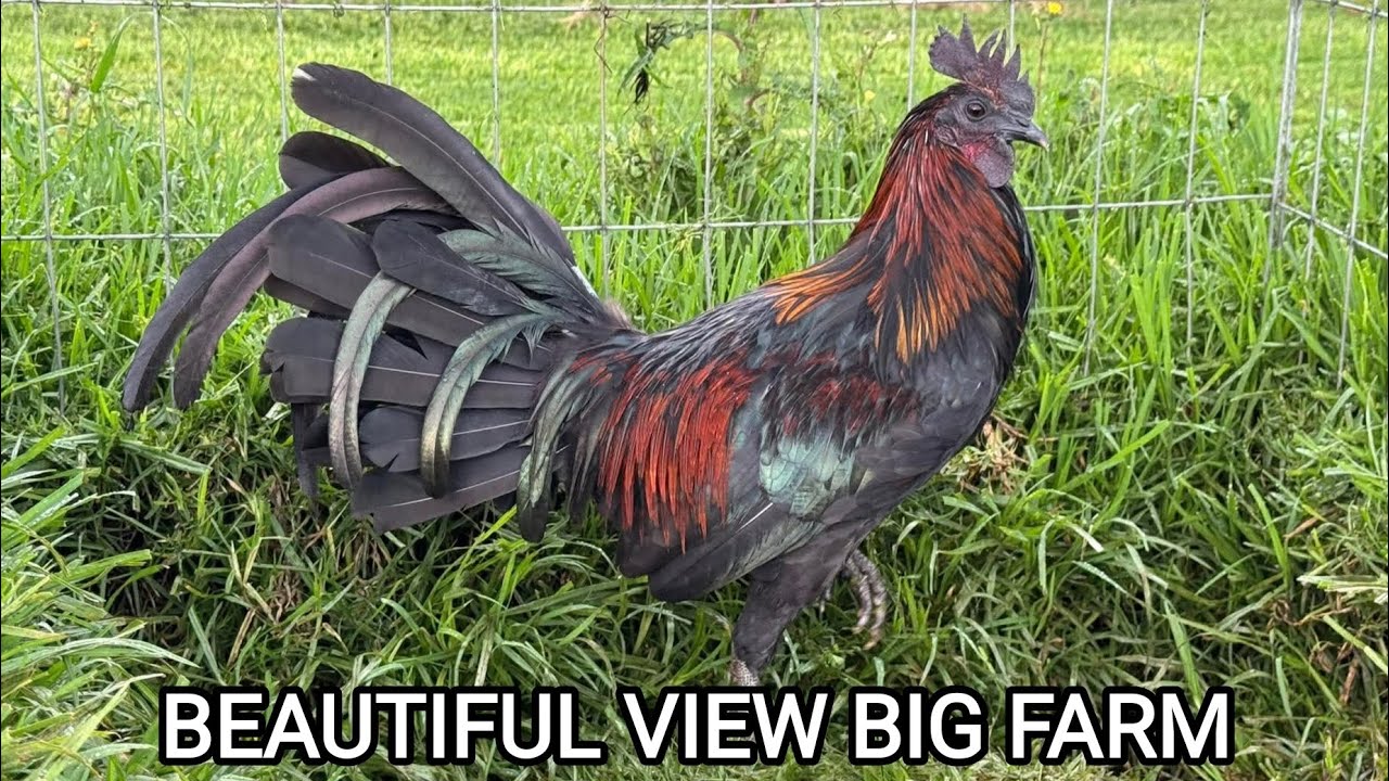 Beautiful View Big Farm Outdoor Chicken Coop Free Range JOSE ADAN FARM ...