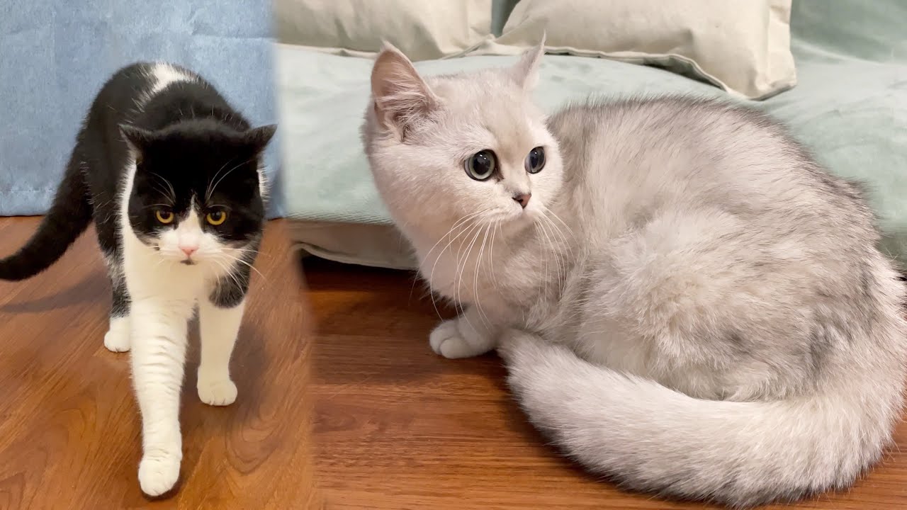 This cat‘s movement speed slowed down 100 times when he met a newly ...