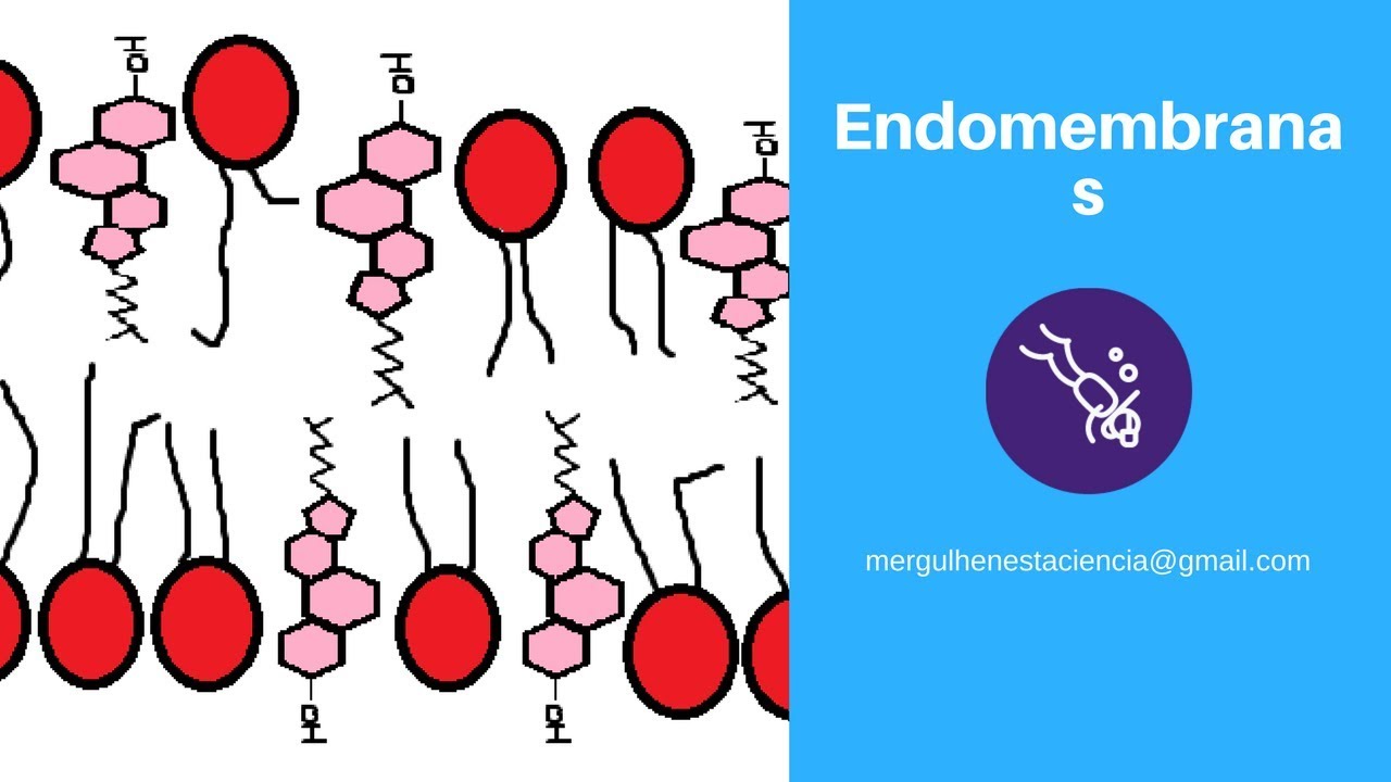 Sistema De Endomembranas