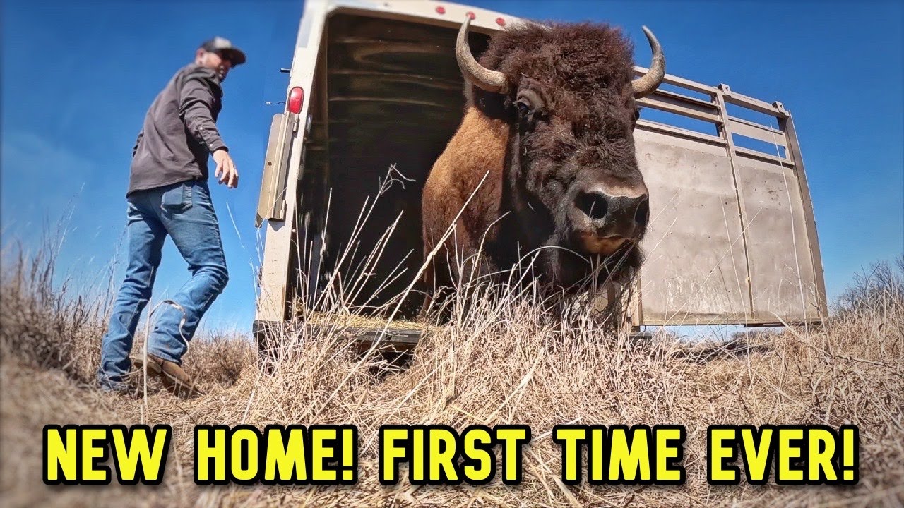 Bison Length Trophy Bison Hunt In New Mexico | SFW