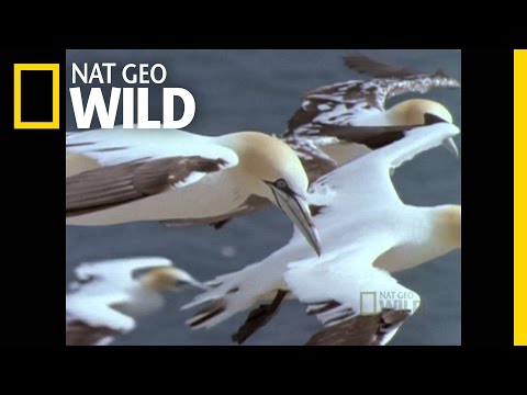 Deadly Gannets | Built for the Kill