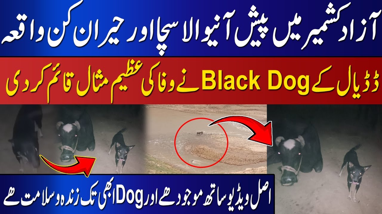 The Most Loyal dog of the World || Pakistani dog ki Hairan kr deny wali ...
