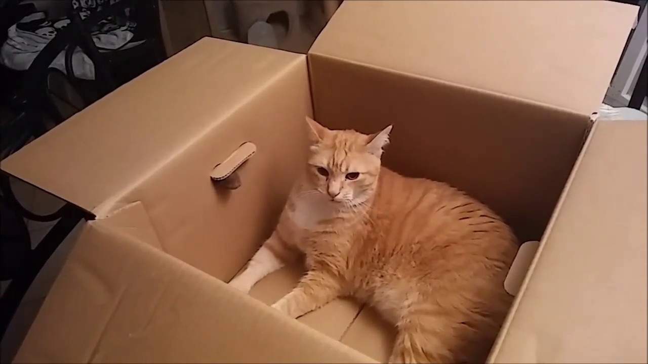 Kitten Poking Cat in Box - YouTube
