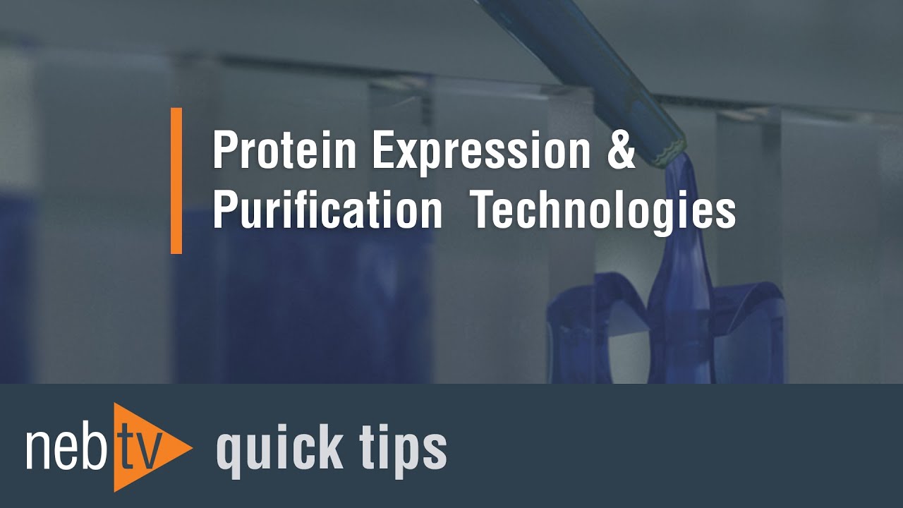 Quick Tips Binding Capacity of Ni-NTA Magnetic Beads - YouTube