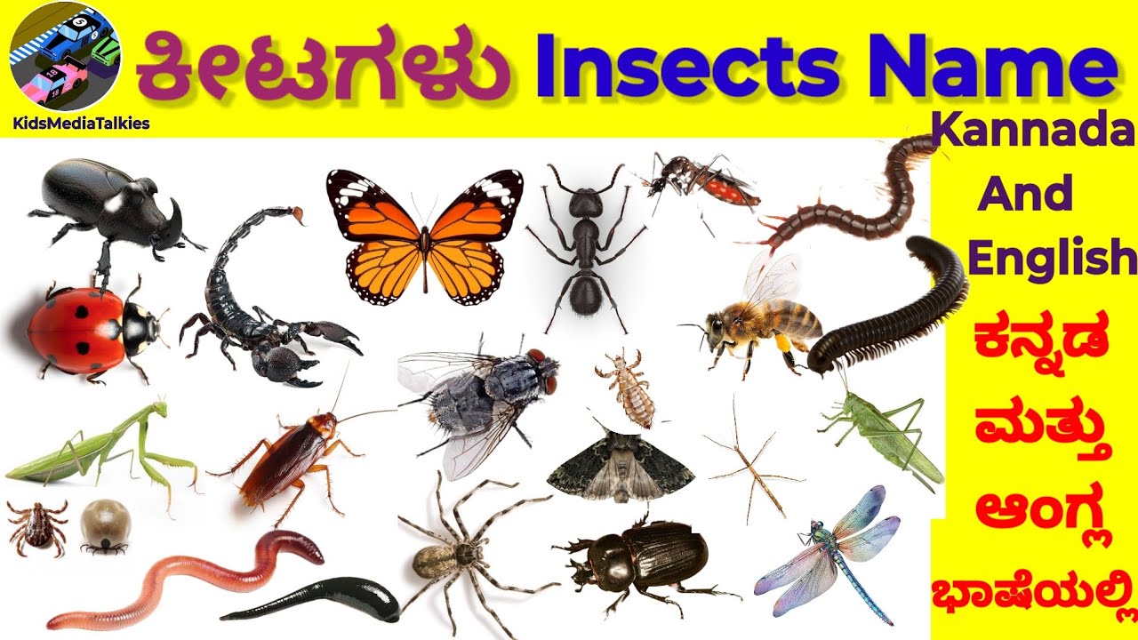 Insects Name|| ಕೀಟಗಳು||30 Insects Name in Kannada And English #insects ...