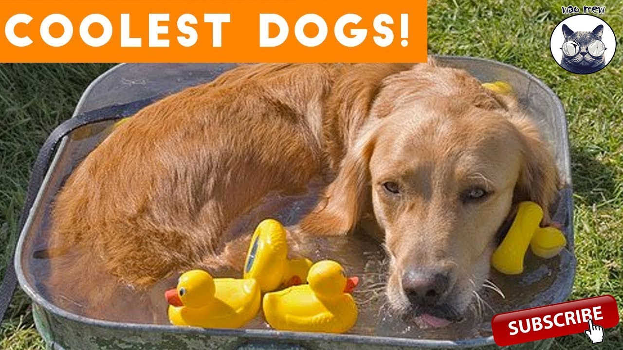 📢📢📢 funny dogs ,Dogs act, you can't stop laughing🤣🤣🤣 - YouTube