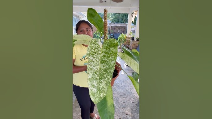 Plantas De Sombra Para Pendientes Laterales Cecilia Romanella