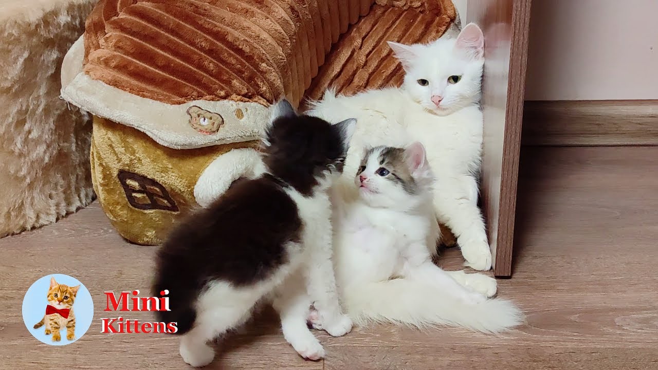 Entertainment for cats. Funny kittens. Cute cat family. Mother cat loves her kittens. - YouTube