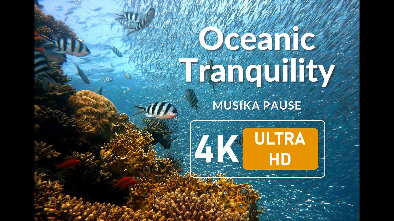 Immerse Yourself in Stunning 4K Relaxing Music | Underwater | Mediation ...