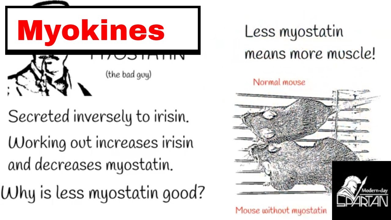 Myokines - Why heavy exercise makes bones and muscles stronger. - YouTube