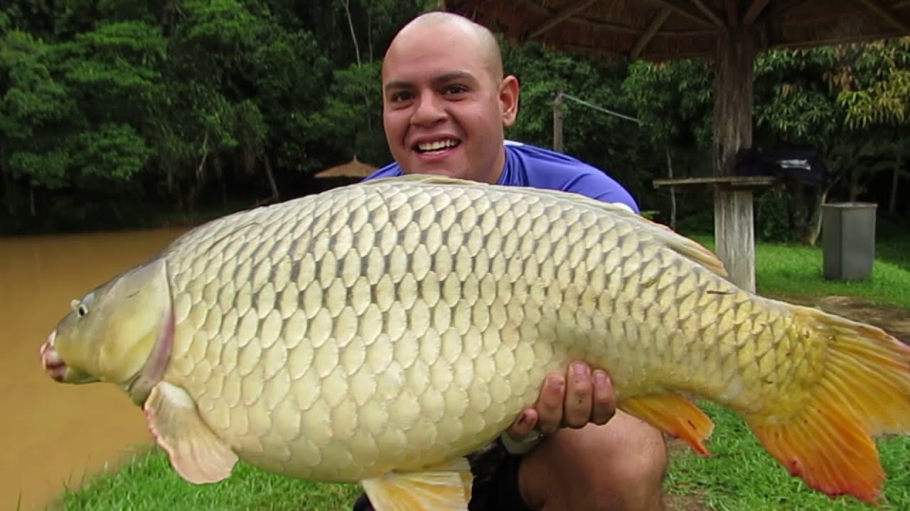 Carpa Húngara Gigante no Pesqueiro 63 em SP - YouTube