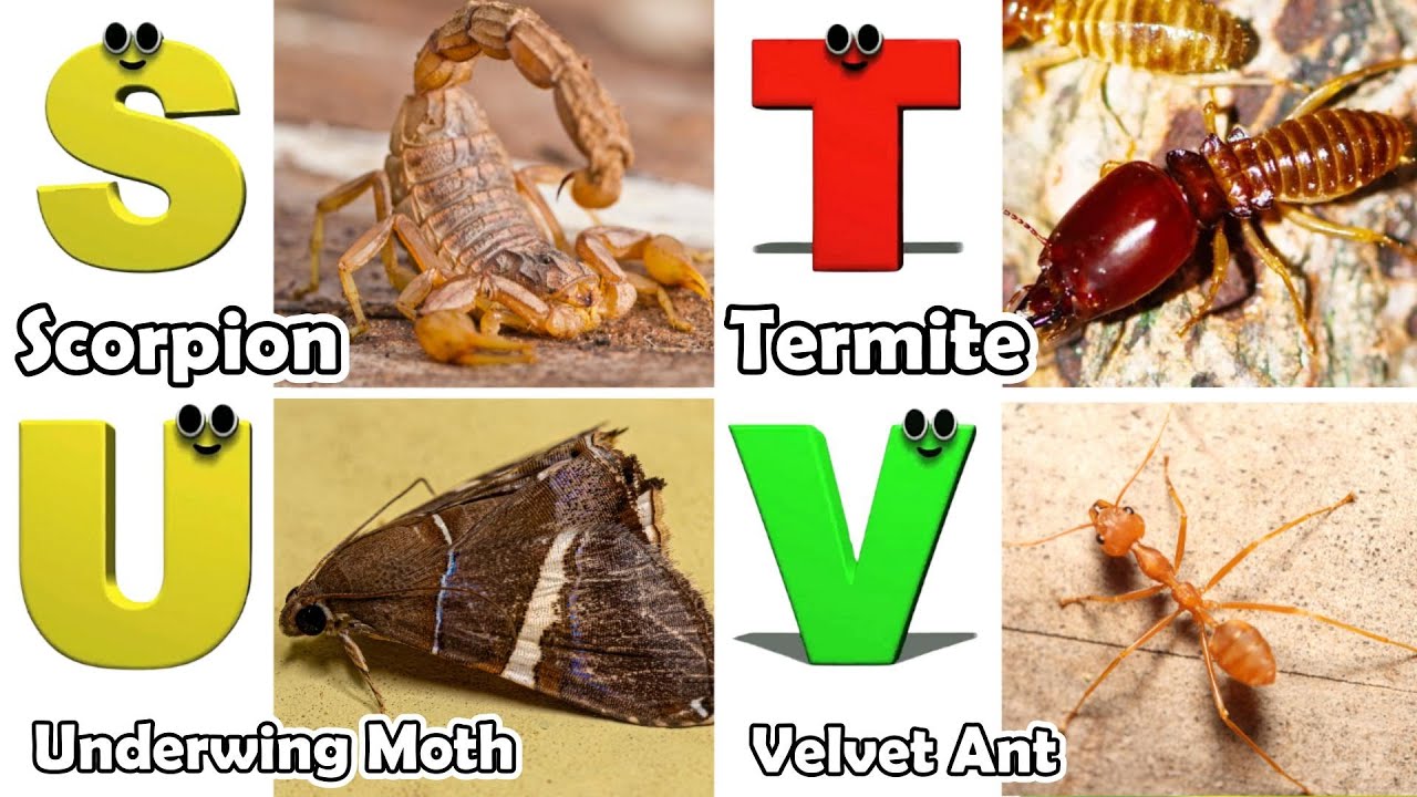 Insects ABC Song for Kids | Insects for Kids | Phonics for Kids ...
