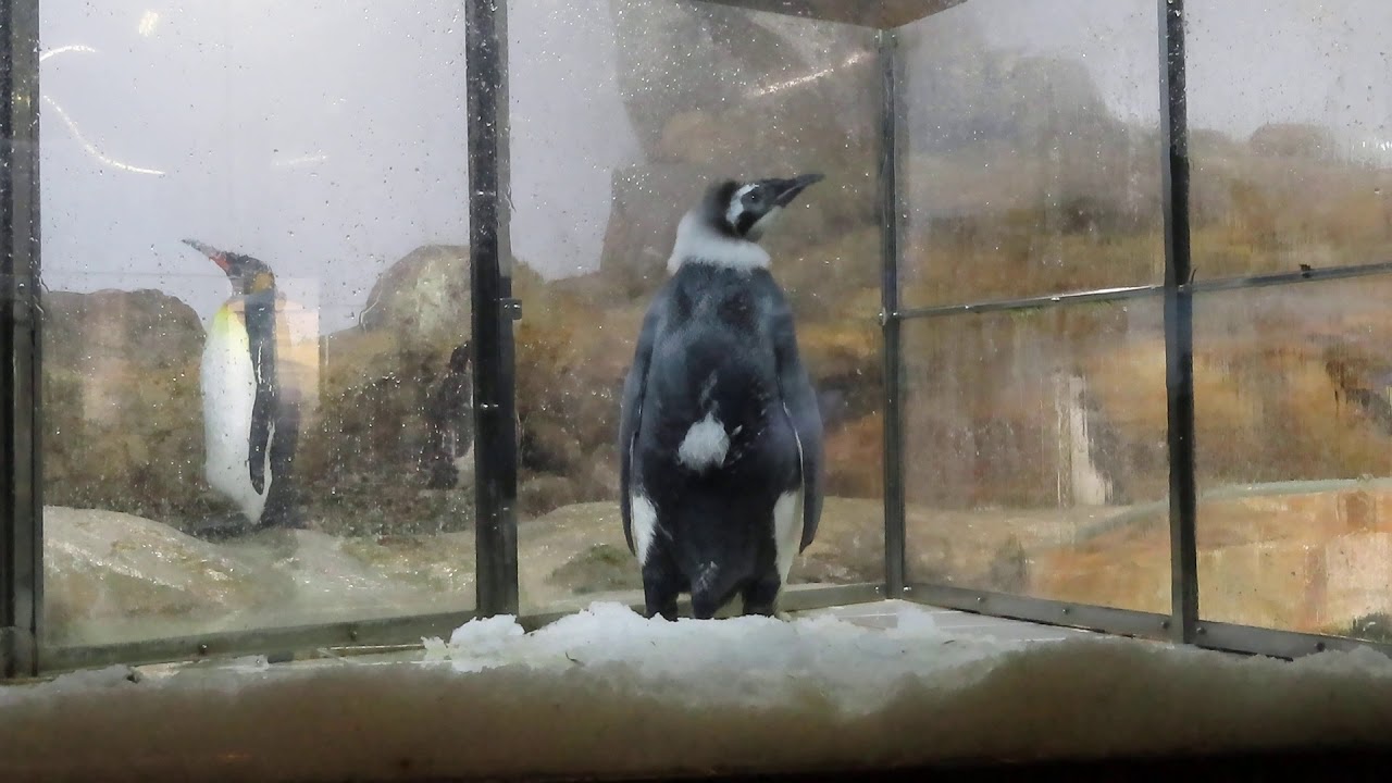 #1-8 Feb 2021 Emperor penguin at Adventure world, Japan - YouTube