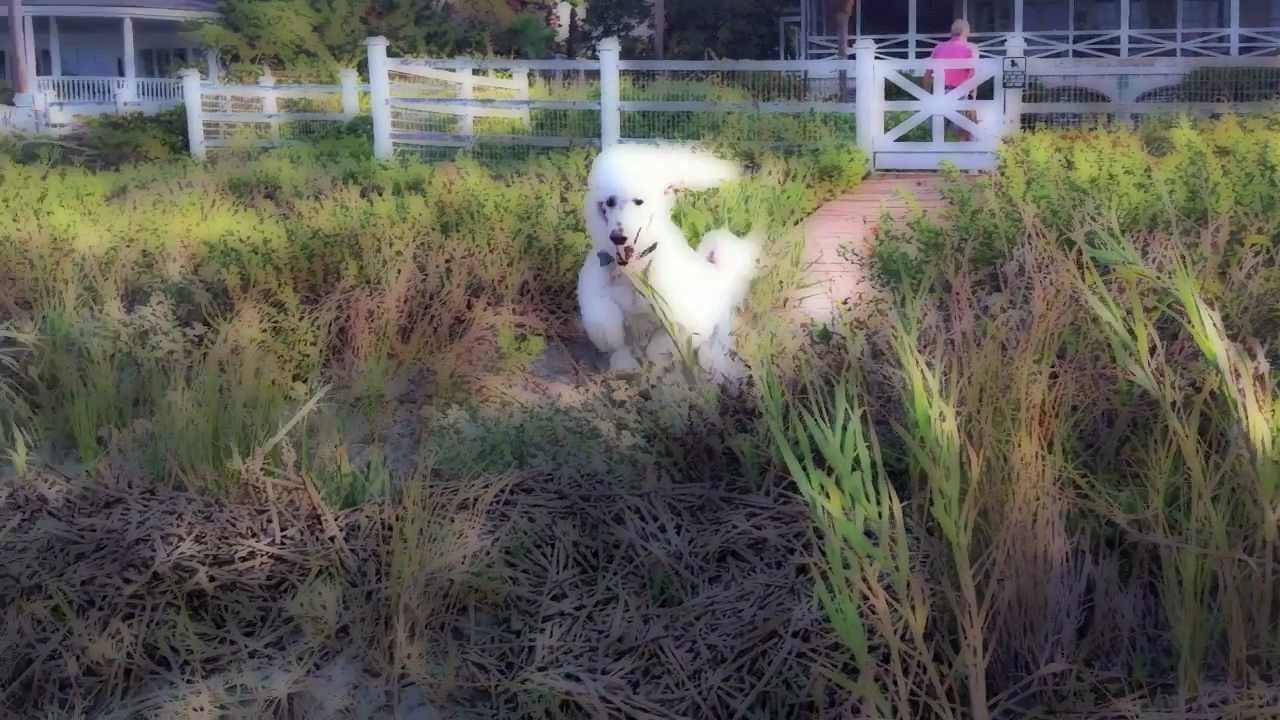 Standard poodles on the beach at Sullivan's Island, SC - YouTube