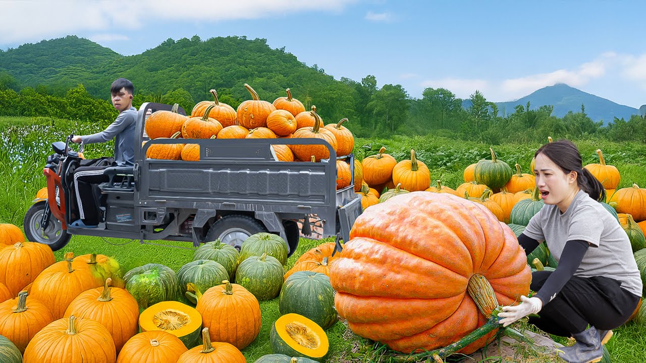 Don't Believe If Don't See, Harvesting Giant 100kg Pumpkin To Sell ...