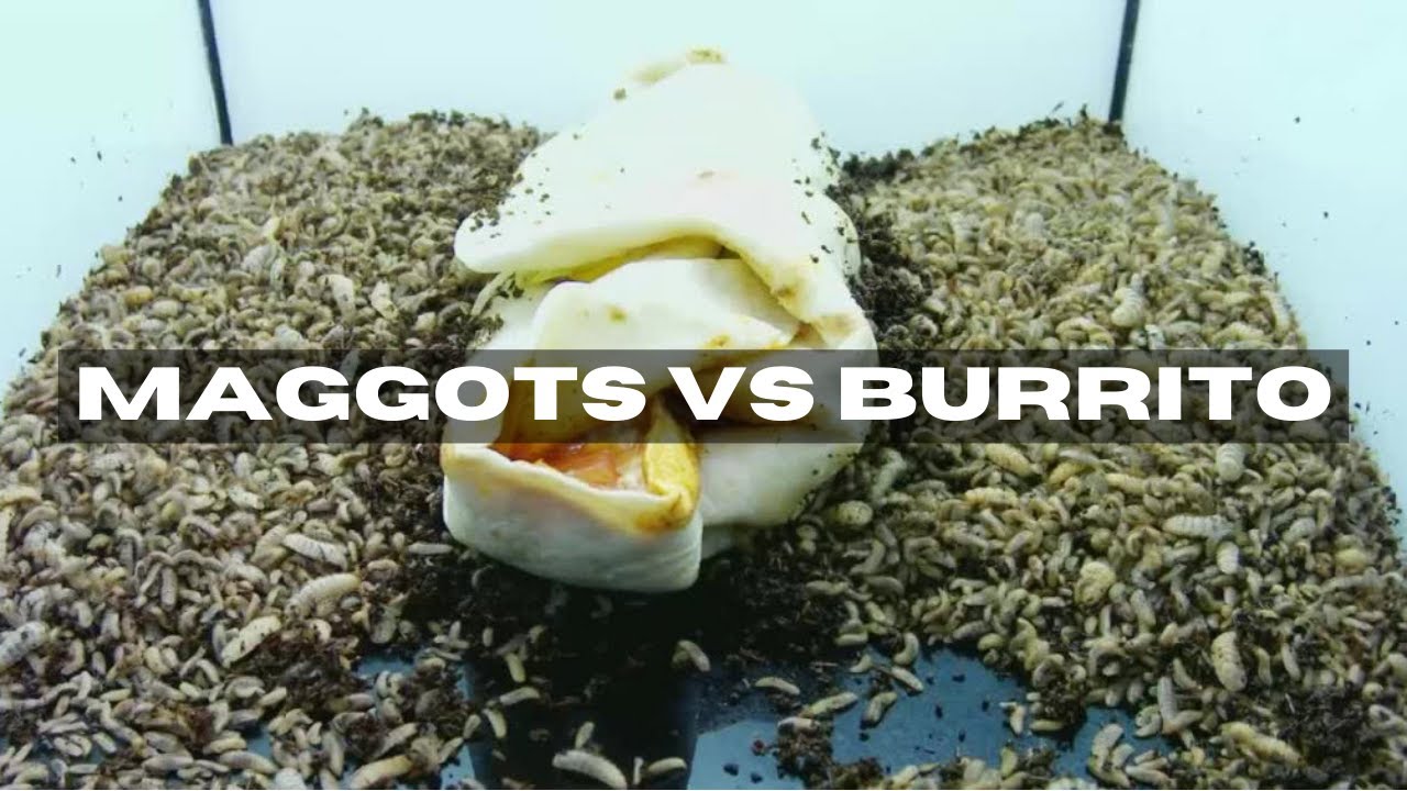 Maggots vs Beef Burrito Supreme - YouTube