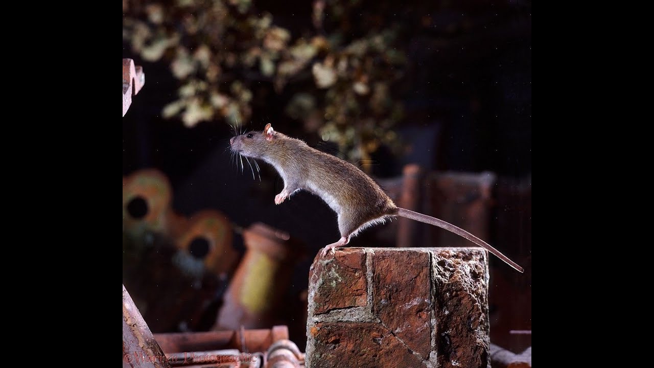 A HUGE RAT and birds having a Vegan feast in our garden - YouTube