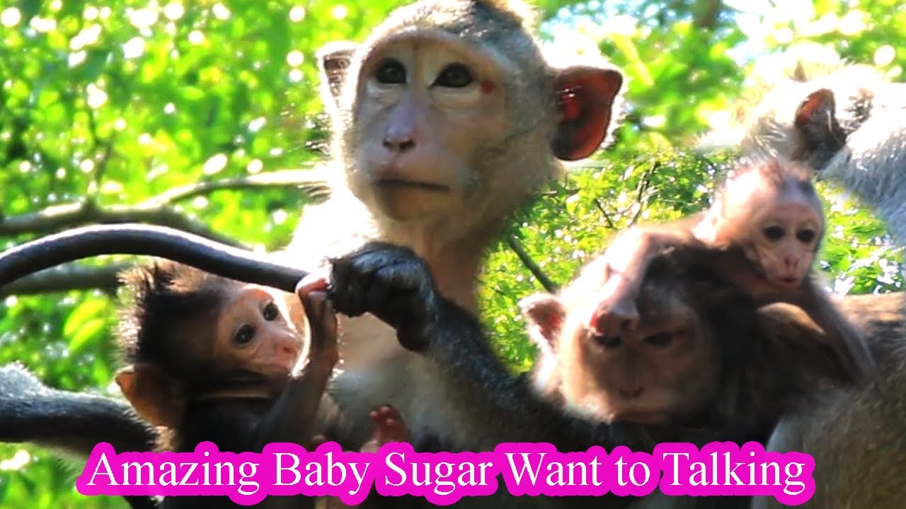 Amazing Baby Sugar Want To Talking | Monkey lover - YouTube
