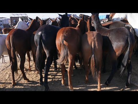 Mulas finas mulas gigantes puro premium mercados ganaderos de puebla y oaxaca #mulas #caballos 