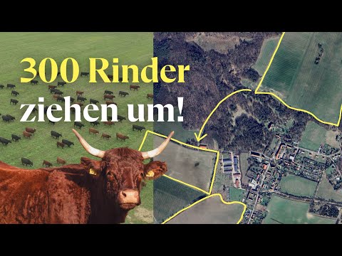 Der größte Herden-Umtrieb und wie er vorbereitet wurde