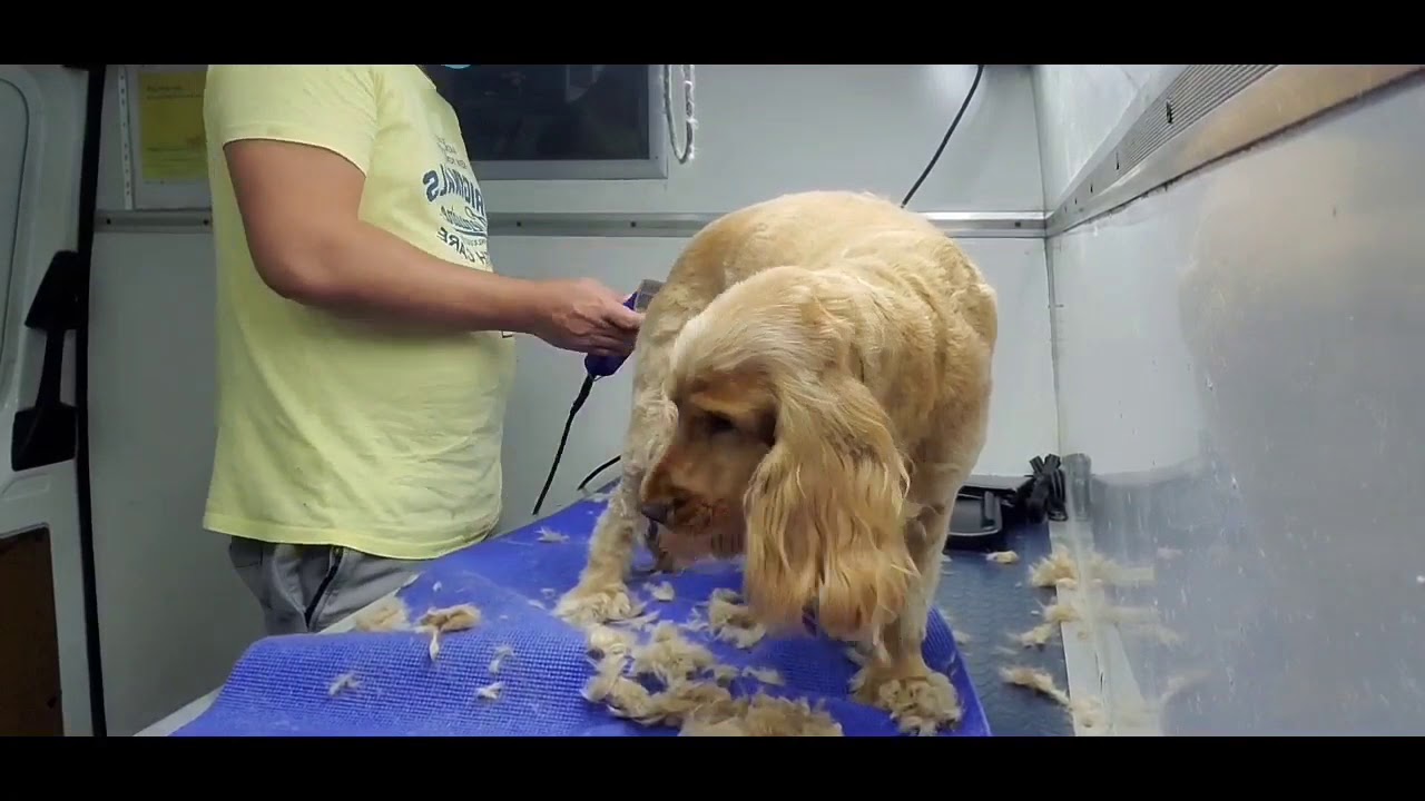 Grooming Cocker Spaniel - YouTube