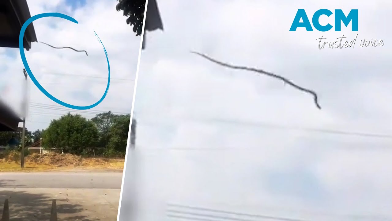 Snake seen jumping off roof dubbed 'Most Australian Thing Ever' - YouTube