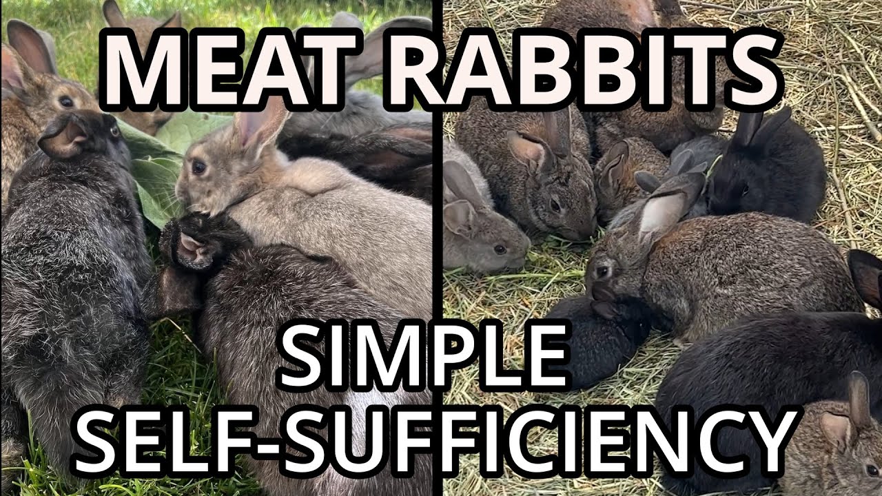 How to raise meat rabbits THE EASY WAY #meatrabbits #selfsufficiency # ...