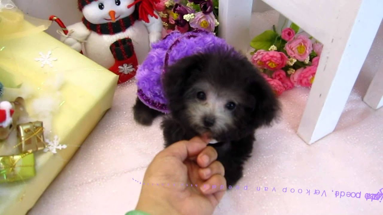 Teacup poedel Popo #915 in USA - YouTube