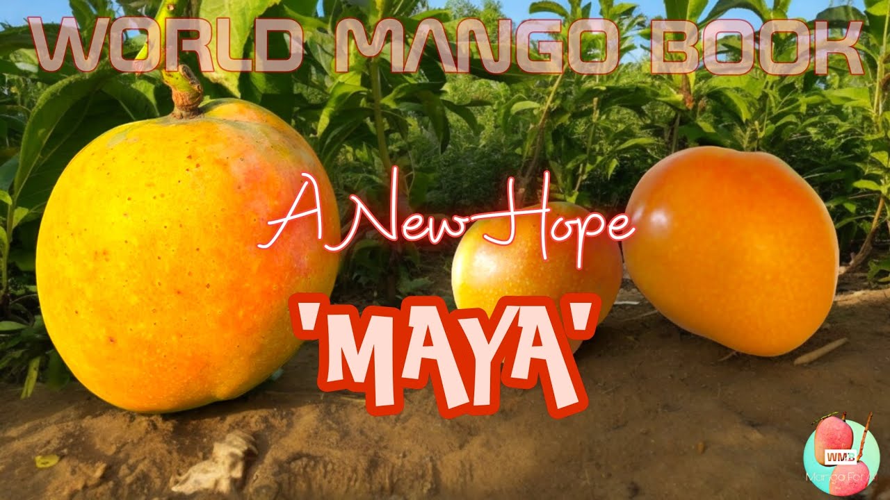 'MAYA' - A Detailed Review || Perspective Of Maya Mango Cultivation In ...