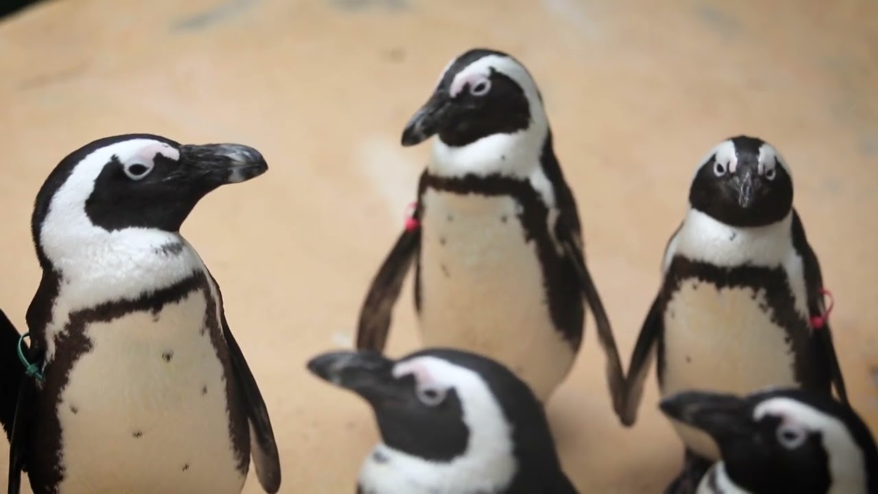 African Penguins