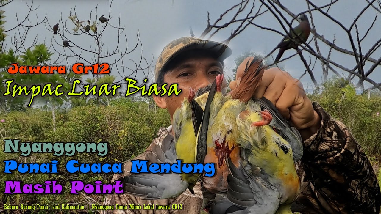 Berburu burung punai siul Kalimantan Nyangong Punai mimis LOKAL Jawara ...