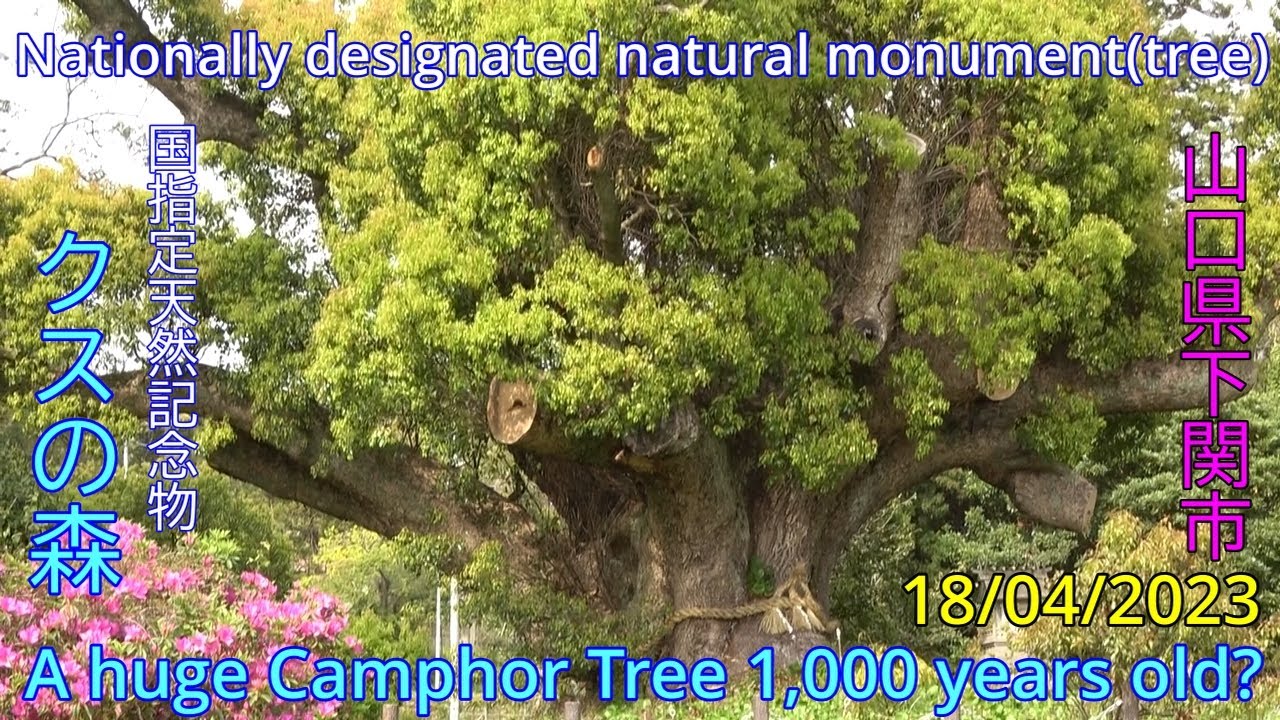 Natural monument tree【A huge Camphor Tree】Shimonoseki City Yamaguchi ...