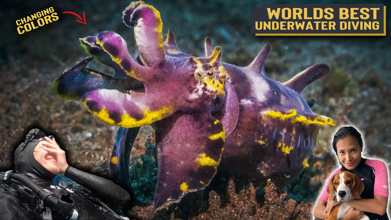 THIS IS WHY PHILIPPINES WAS VOTED WORLDS LEADING DIVE DESTINATION - (my ...