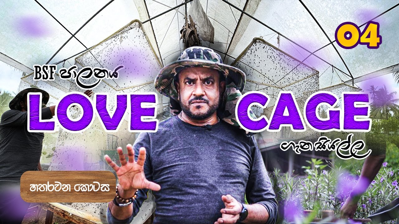 BSF Love Cage full guide | පියවරින් පියවර සරලව - YouTube