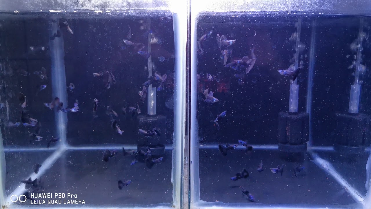 Purple Moscow Guppy - RICO'S GUPPY - YouTube