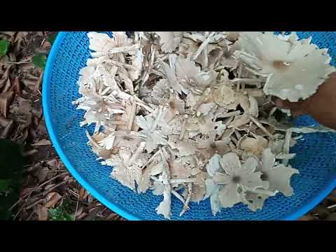 kabuting mamarang gulping dami kagulo sa pag bubunot ng kabute sadami ...