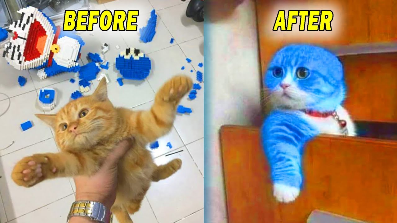 GEMES BANGET! Gara-gara Rusak Lego Doraemon, Kucing Oren Dicat Jadi ...