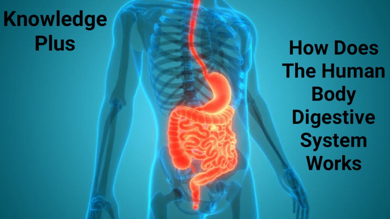 How Does The Human Body Digestive System Works I Anatomy of Alimentary ...