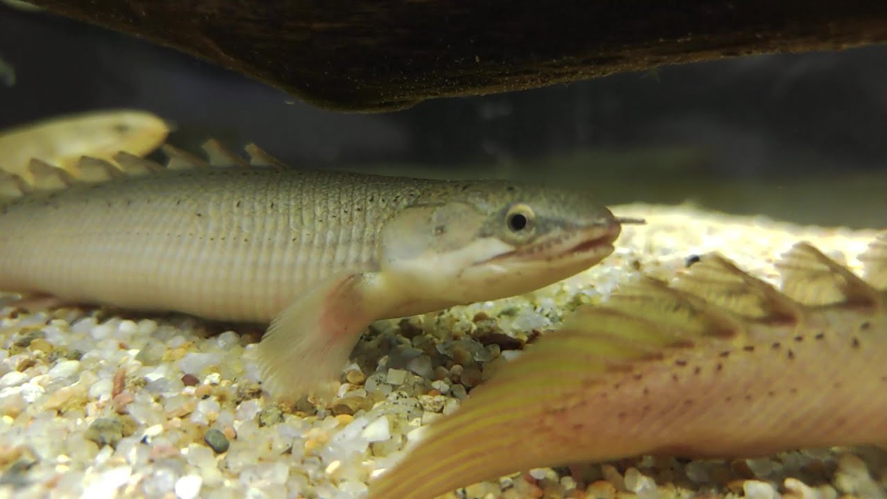 The Forest of Rainbow Ⅰ Amina Mundi and Noogenesis / Yuu Umeoka - YouTube