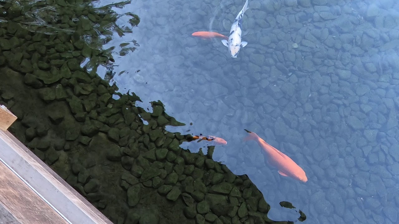 Waterfall with fish. - YouTube