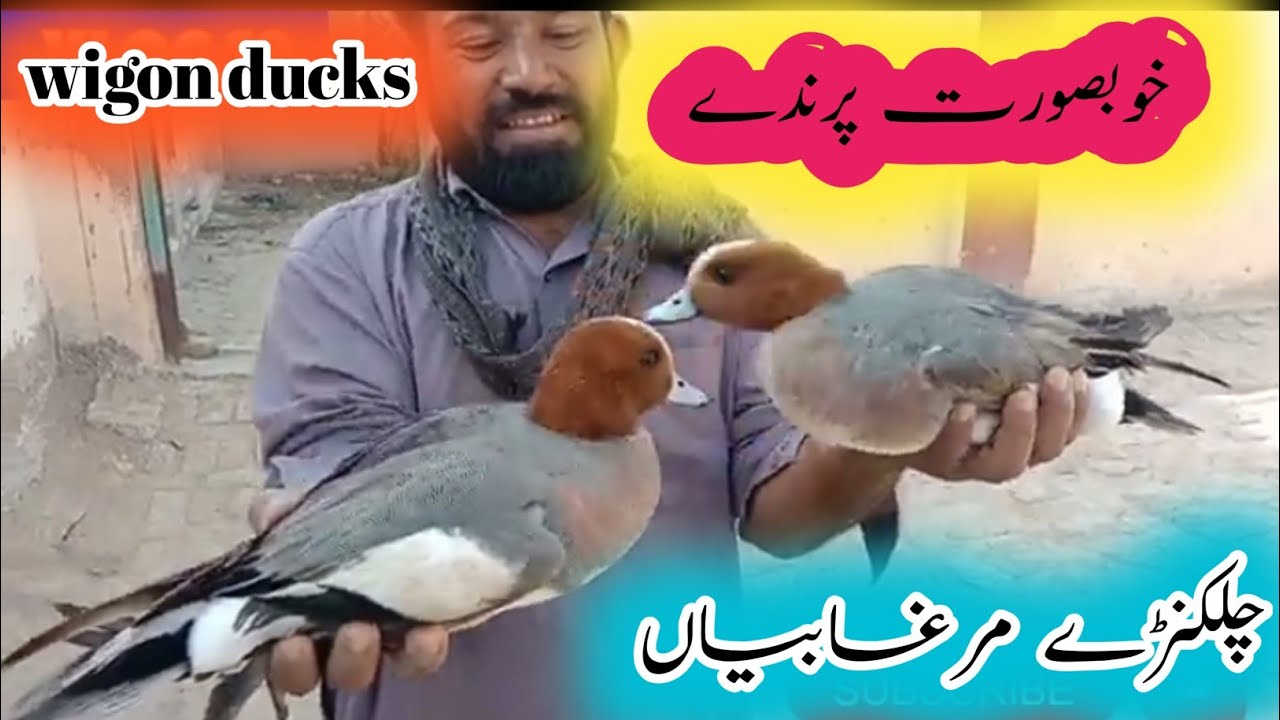 wigon ducks hunting || زندہ مرغابیاں || چلکنے #hunting #صيد #بار کھان ...