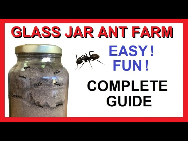 Homemade Ant Farms