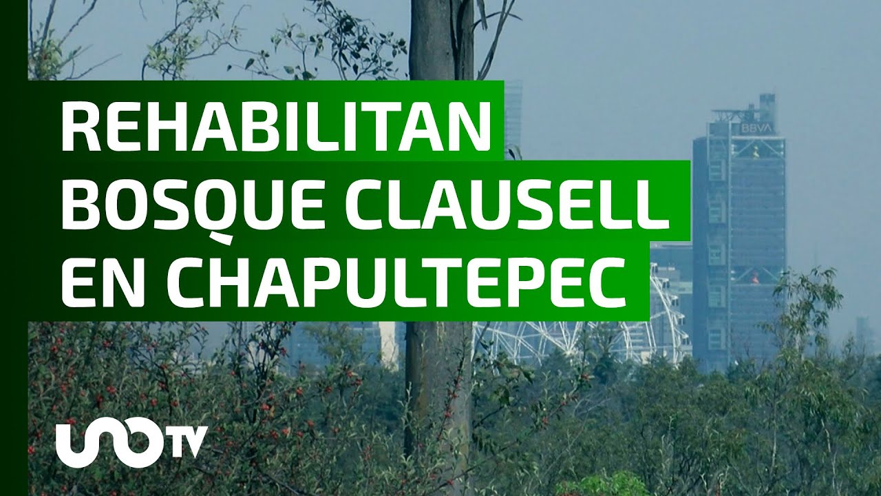 Después de siete décadas rehabilitan bosque en tercera sección de ...