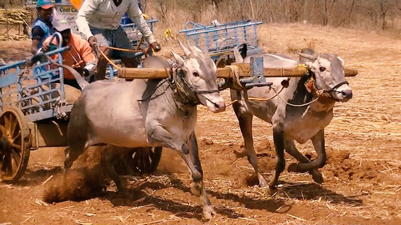Young hallikar bulls debut race at Gokula - YouTube