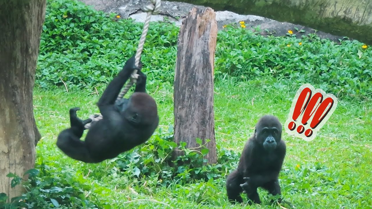 小金剛兄弟Jabali與Ringo玩繩子Baby gorillas Jabali and Ringo plays the rope - YouTube