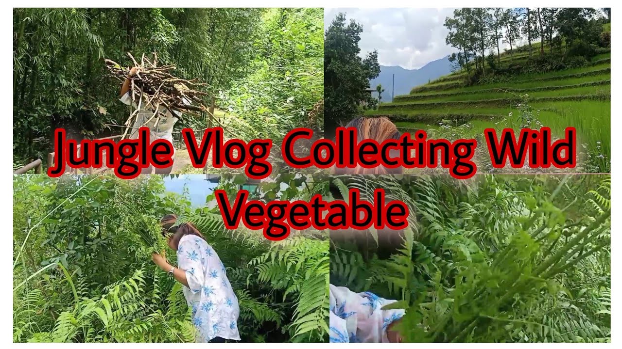 Jungle Vlog..... Collecting Wild Vegetable. - YouTube