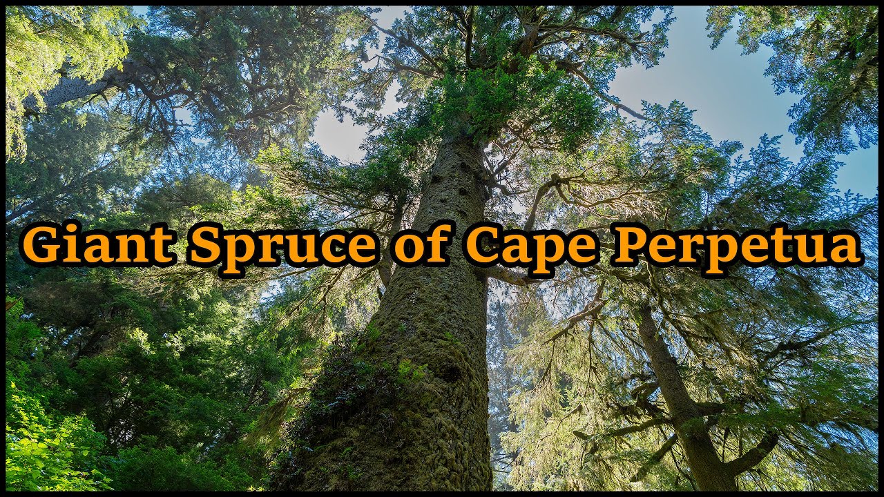 Giant Spruce Tree of Cape Perpetua - YouTube