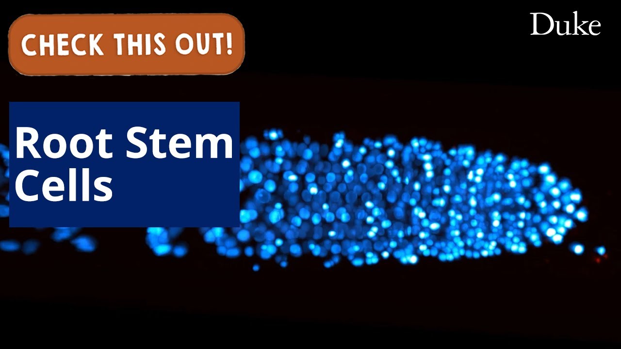 Root Stem Cells | Check This Out! - YouTube