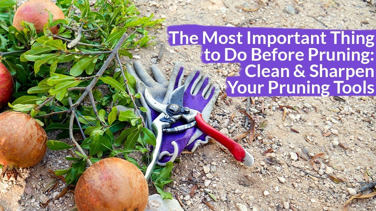 The Most Important Thing To Do Before Pruning: Clean & Sharpen Your ...