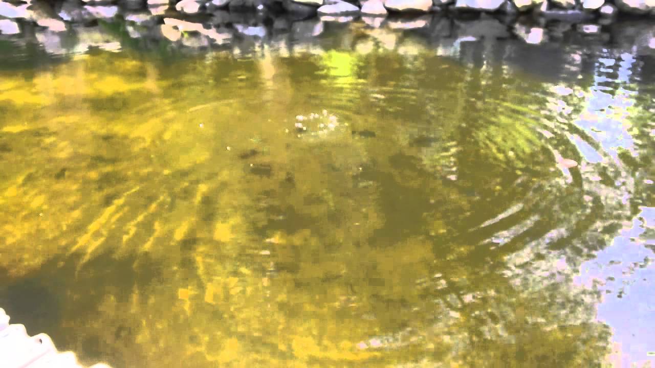 8-10-15 kibby aquarium @ gumpas pond #2 - YouTube